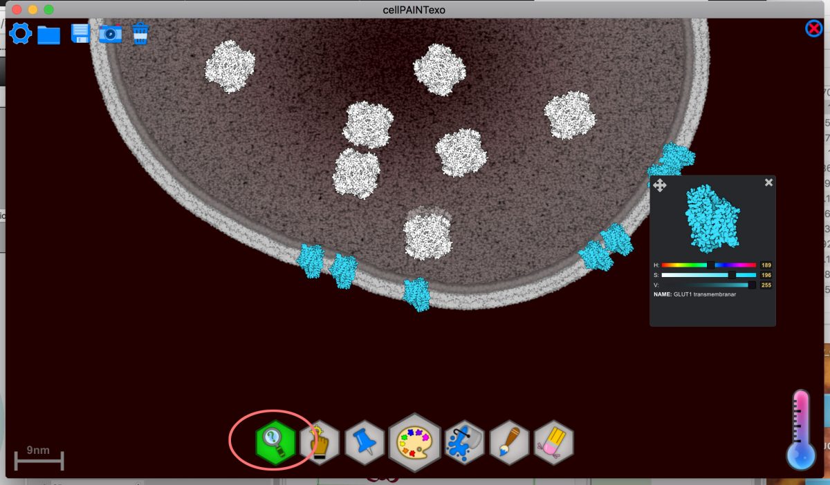 cellPAINTexo Tutorial – CellPAINT