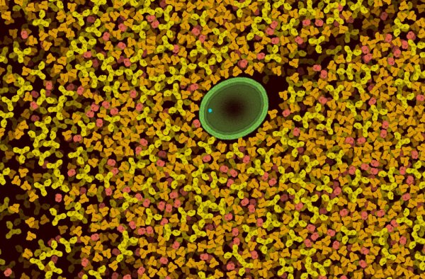 Gallery – CellPAINT