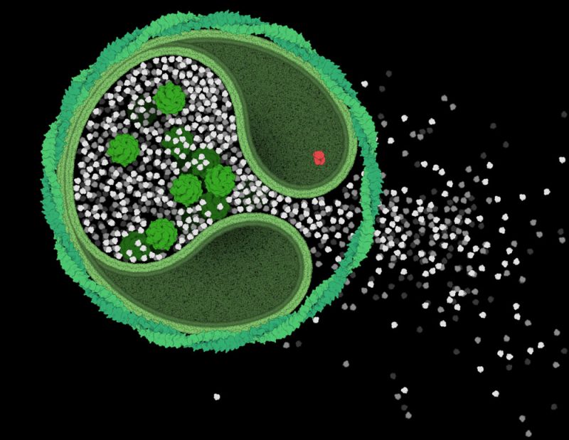 Gallery – CellPAINT