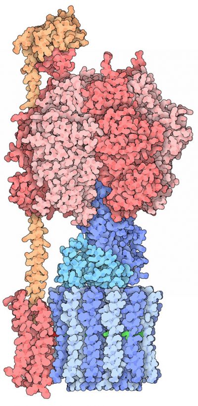 Machinery of Life: Reduced Illustrations – Goodsell Home Page