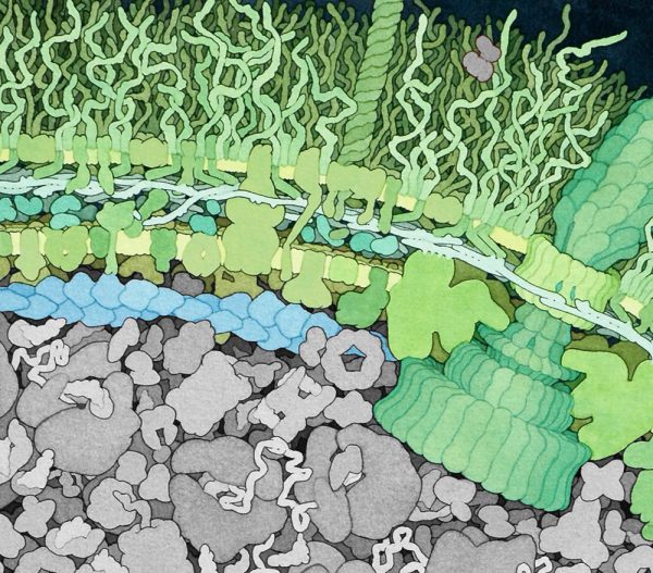 Machinery of Life: Reduced Illustrations – Goodsell Home Page