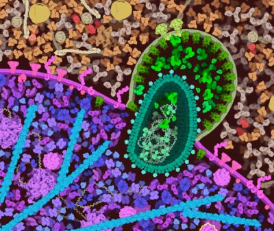 CellPAINT – Center for Computational Structural Biology