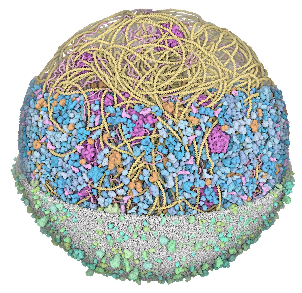 3D Whole Cell Model of a Mycoplasma Bacterium – Center for Computational Structural Biology
