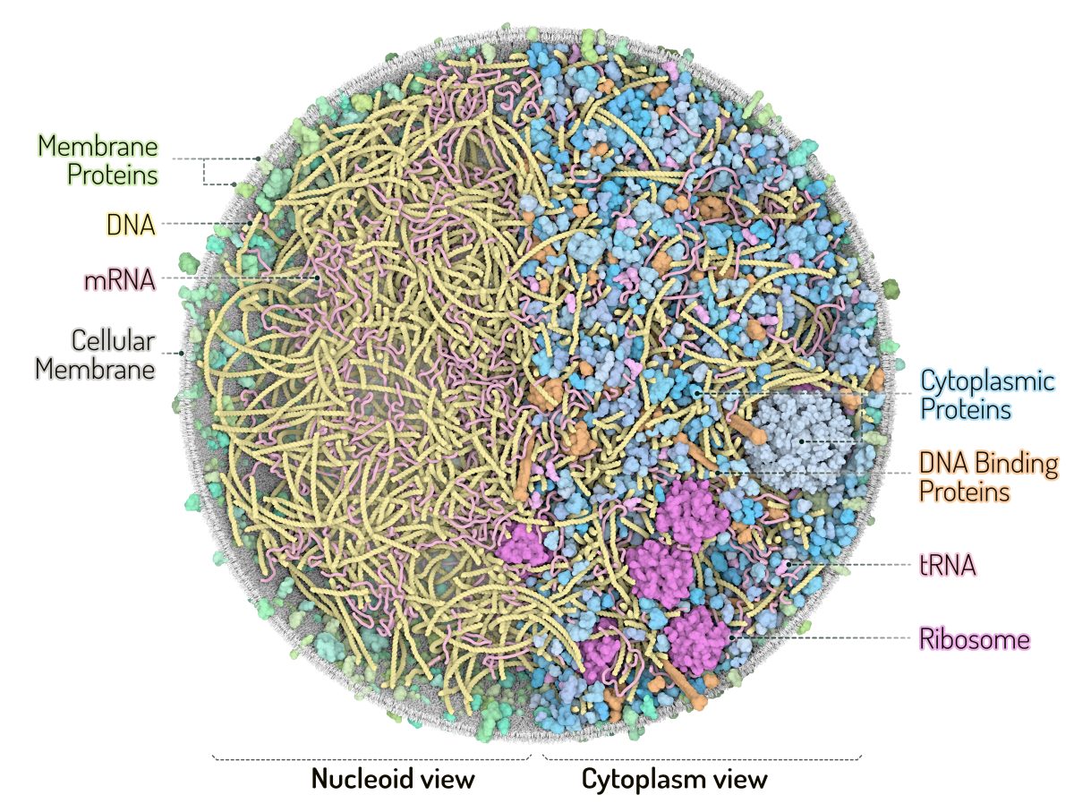 3D Whole Cell Model of a Mycoplasma Bacterium – Center for ...