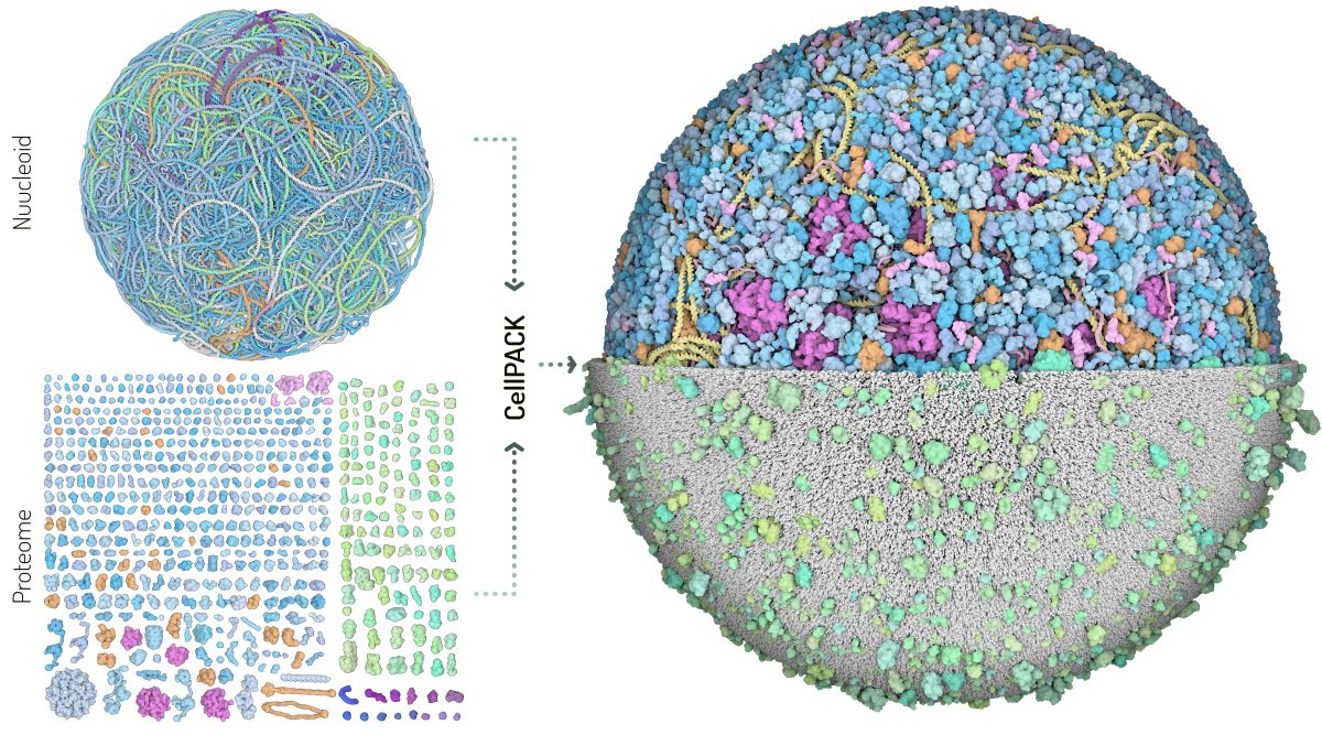 3D Whole Cell Model of a Mycoplasma Bacterium – Center for ...