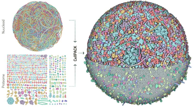 3D Whole Cell Model of a Mycoplasma Bacterium – Center for ...