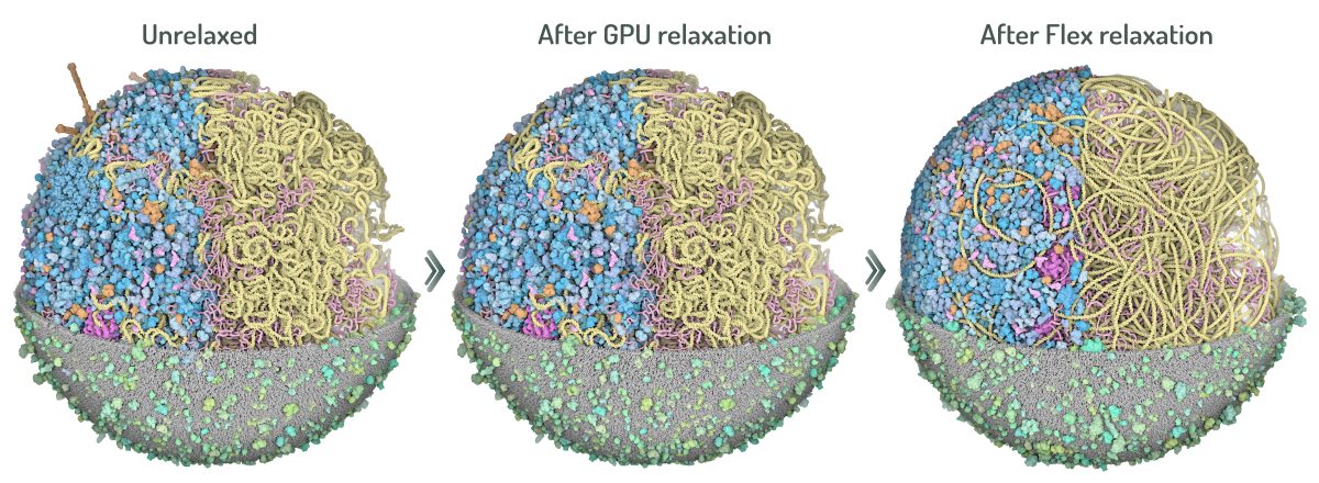 3D Whole Cell Model of a Mycoplasma Bacterium – Center for ...
