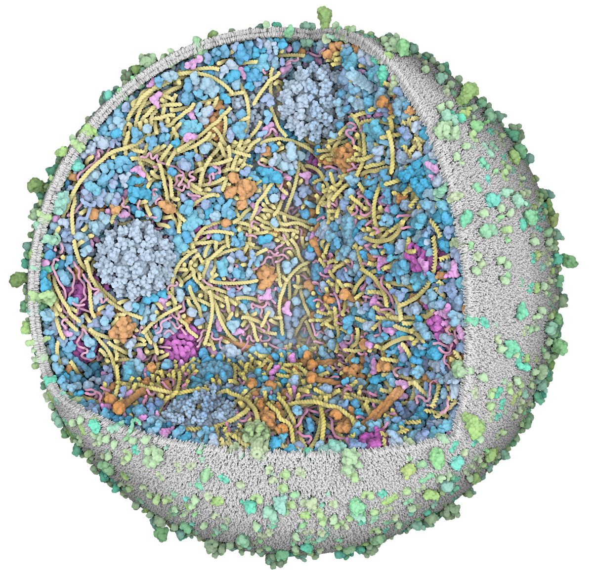 3D Whole Cell Model of a Mycoplasma Bacterium – Center for ...