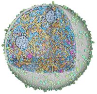 3D Whole Cell Model of a Mycoplasma Bacterium – Center for ...