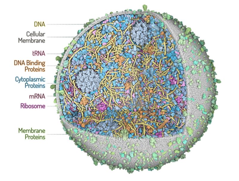 3D Whole Cell Model of a Mycoplasma Bacterium – Center for ...
