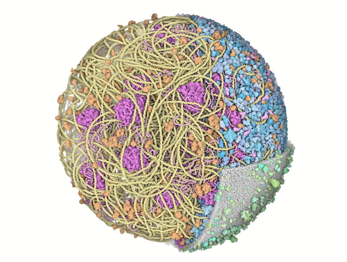 3D Whole Cell Model of a Mycoplasma Bacterium – Center for Computational Structural Biology